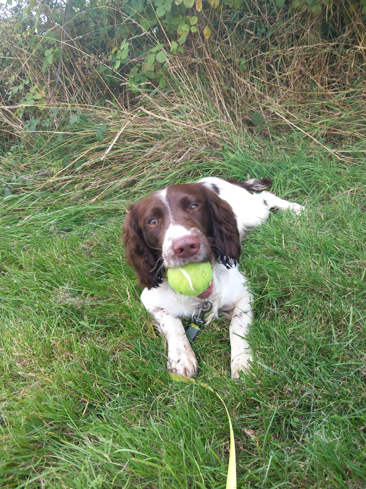 The name’s Thor – PD Thor! – Cyber & Specialist Operations Command